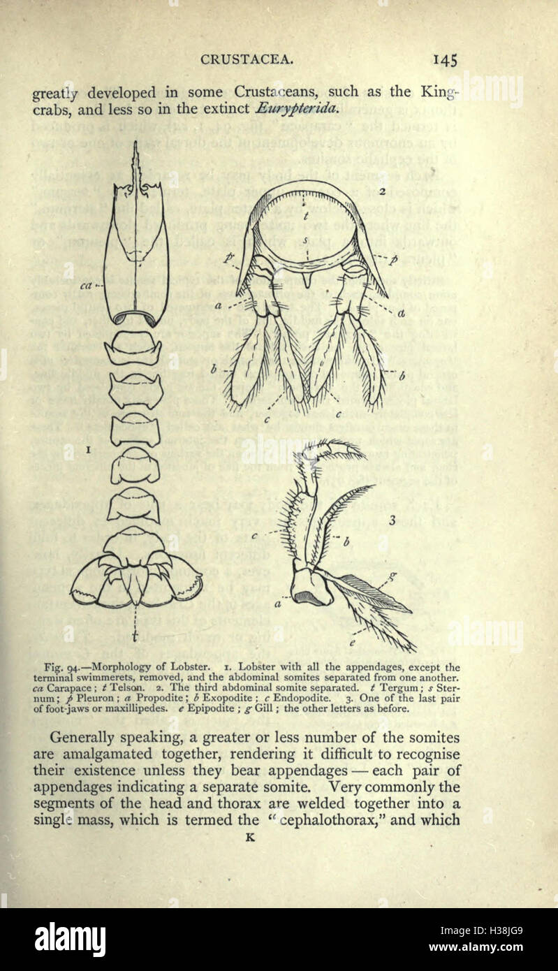 This manual is designed for students of paleontology, providing ...