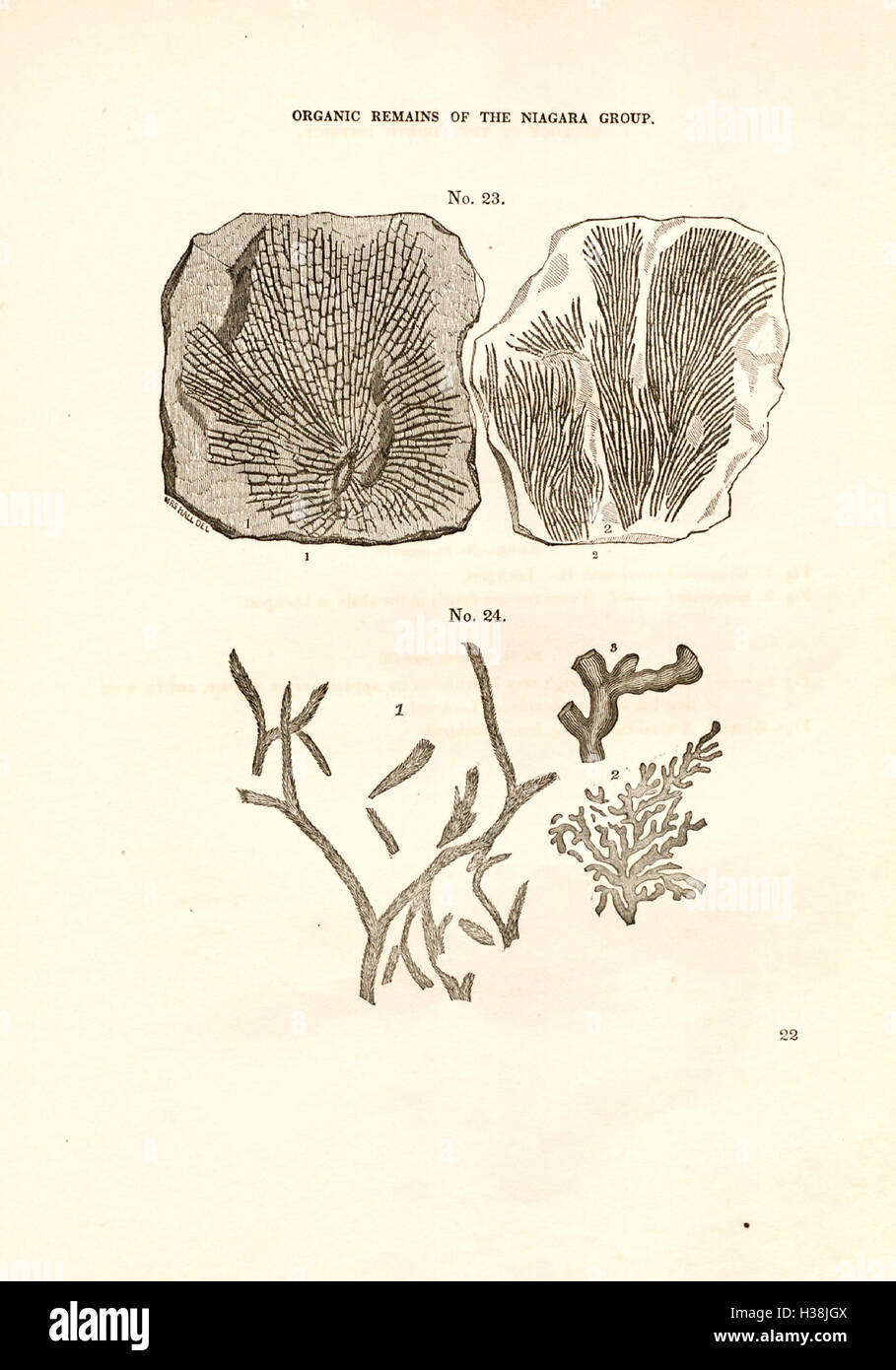 This work provides tables of various organic remains, presenting ...