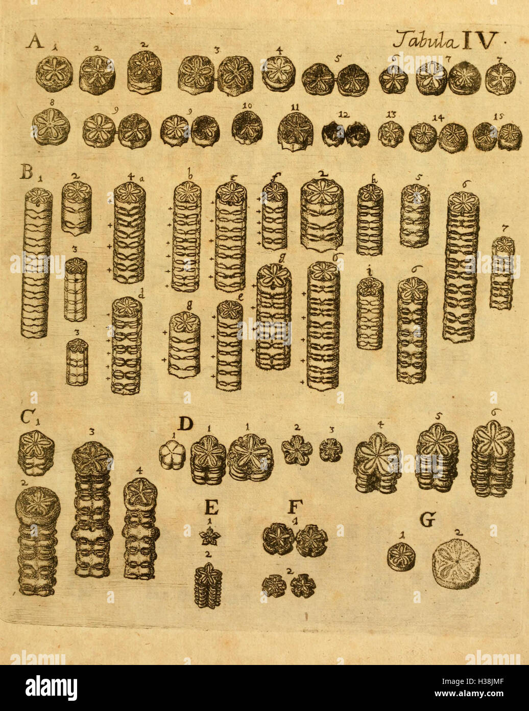 Lithozoans hi-res stock photography and images - Alamy