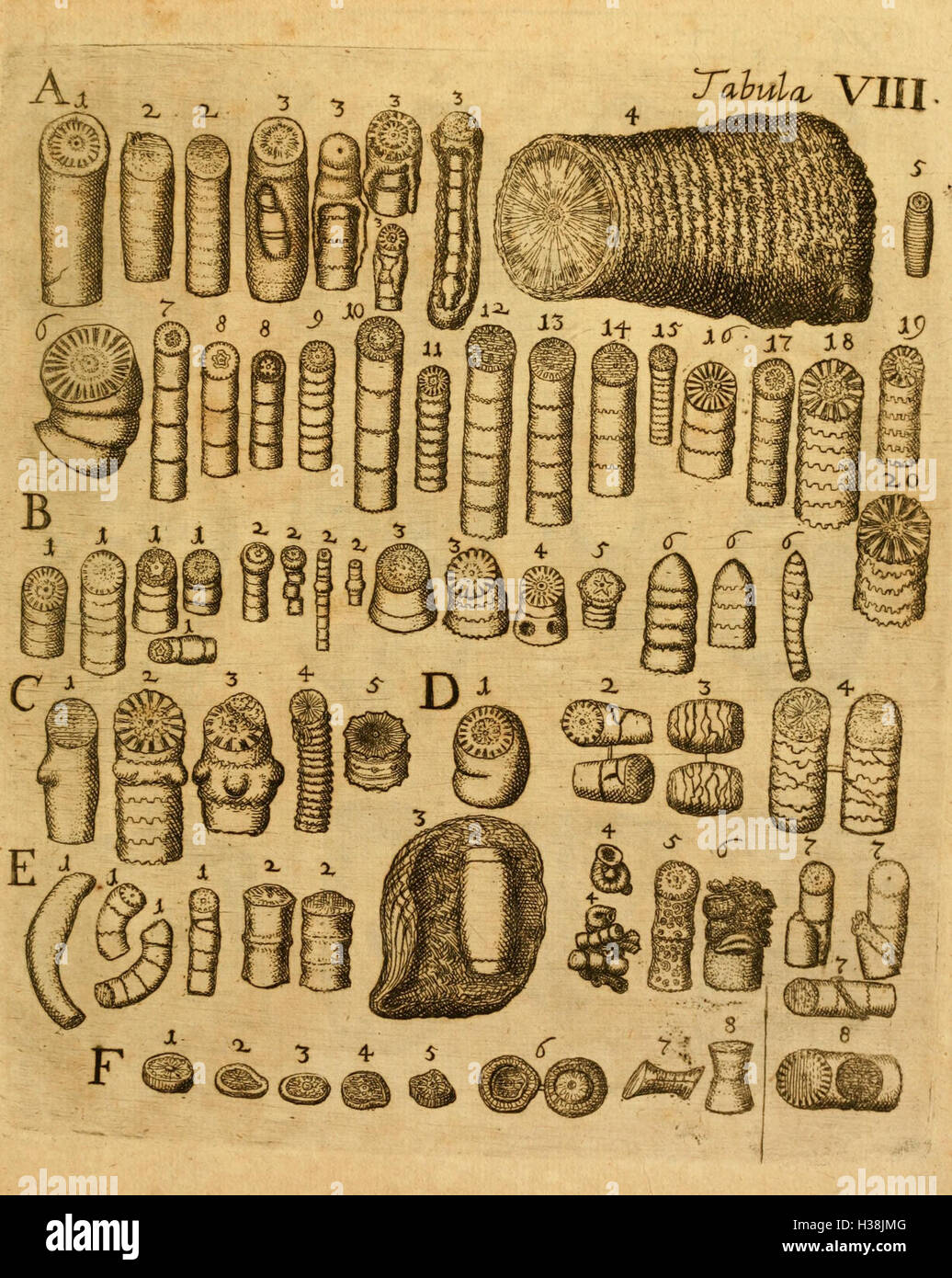 Lithozoans hi-res stock photography and images - Alamy