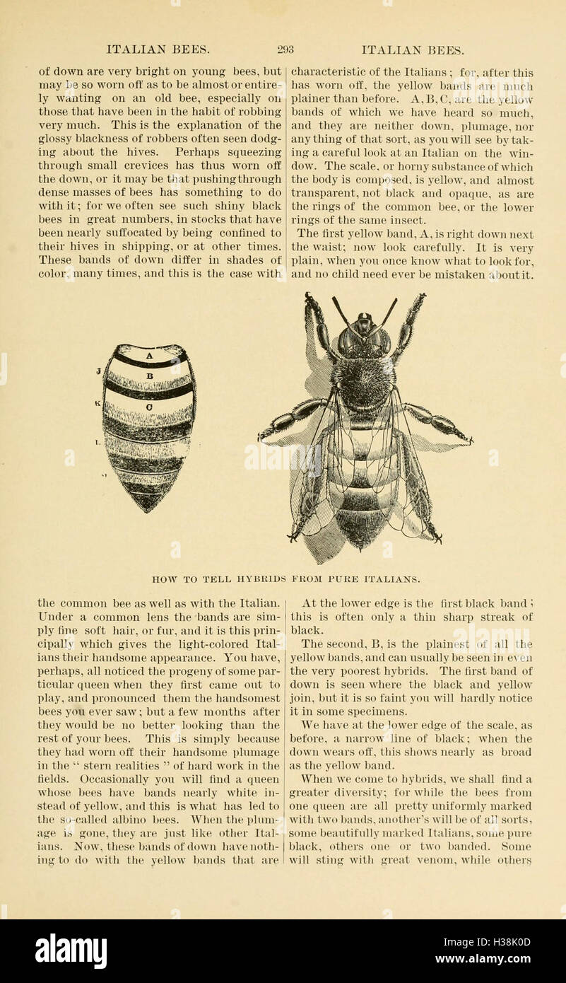 This page covers fundamental and advanced aspects of bee culture ...
