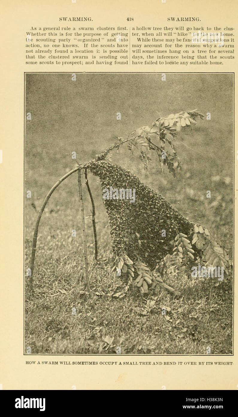 An informative guide to bee culture, covering the essentials of ...
