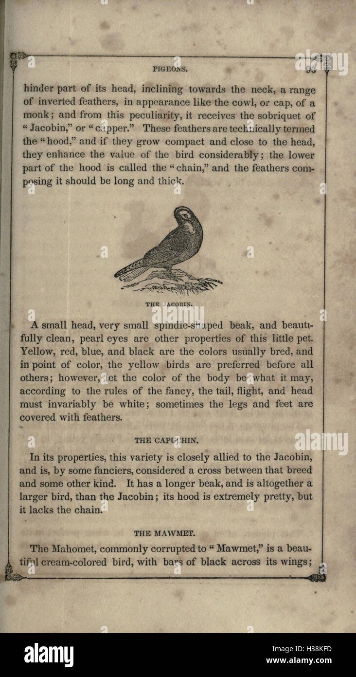 A guide to raising and caring for various species of birds in America ...