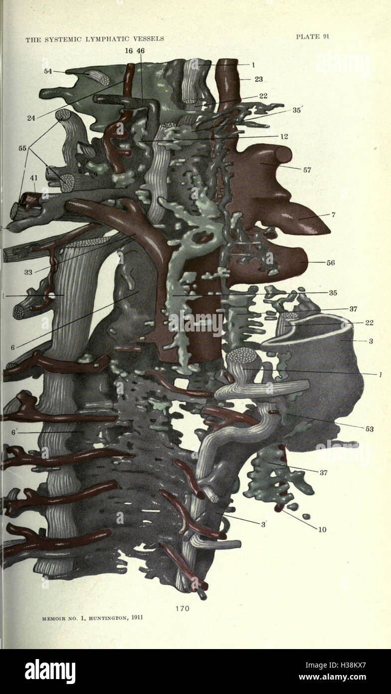This study investigates the anatomy and development of the systemic ...