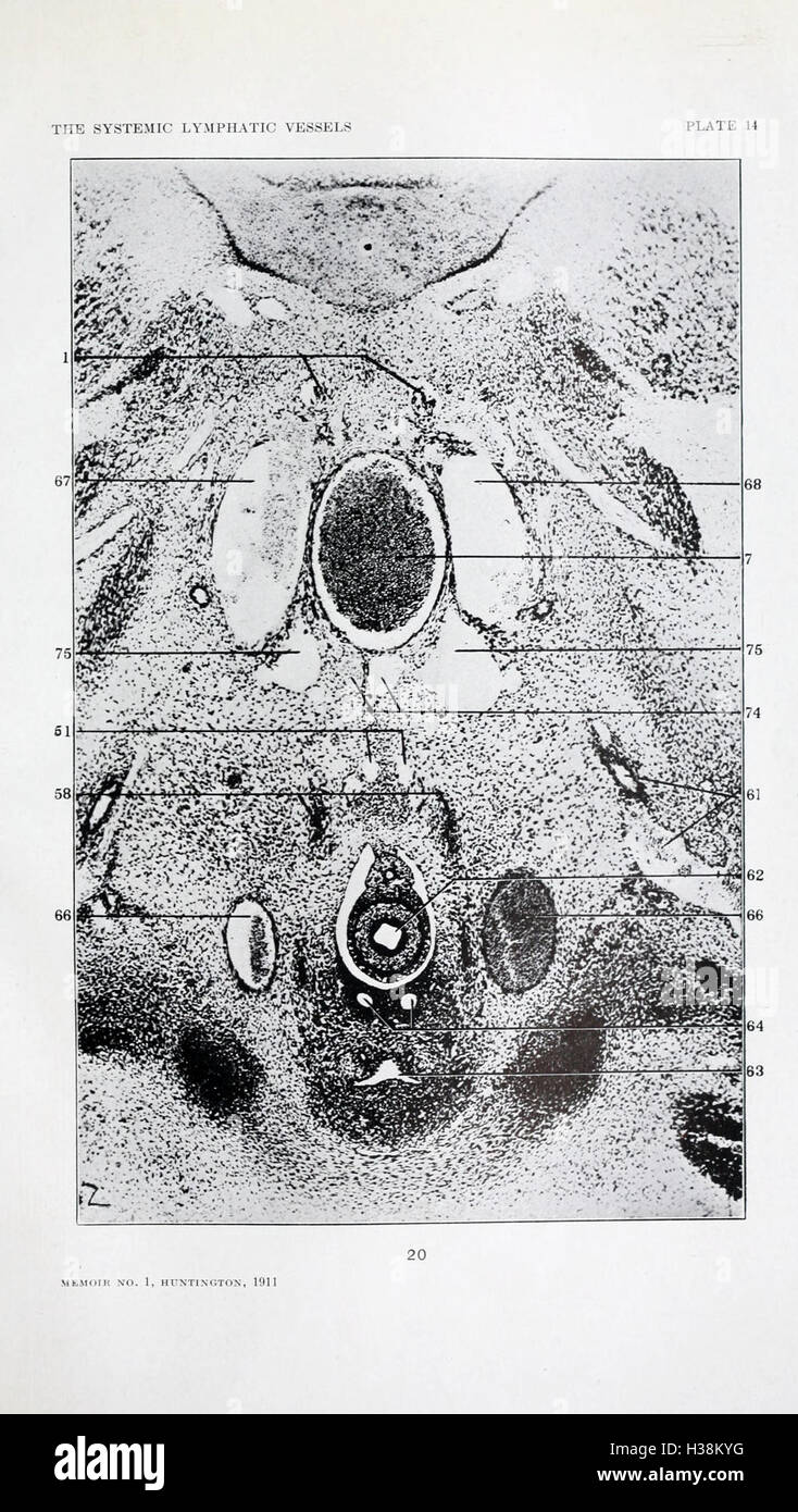 This study explores the anatomy and developmental process of the ...