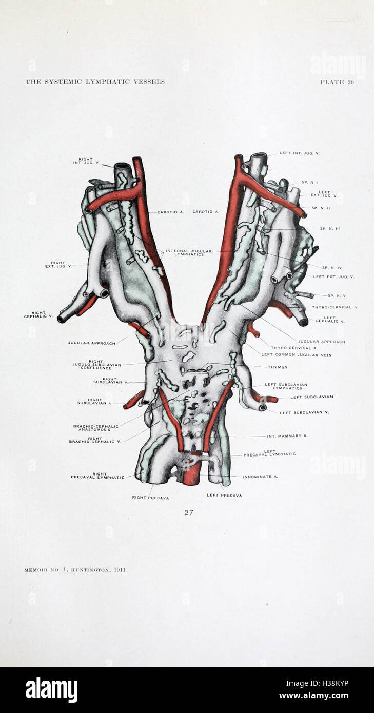 The anatomy and development of the systemic lymphatic vessels in the ...