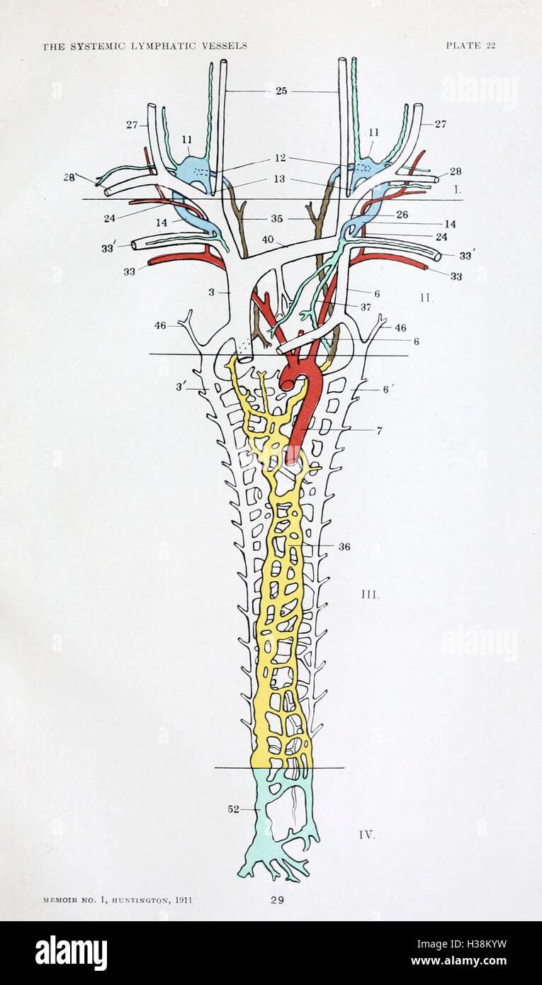 A study focusing on the anatomy and growth of the lymphatic vessels in ...