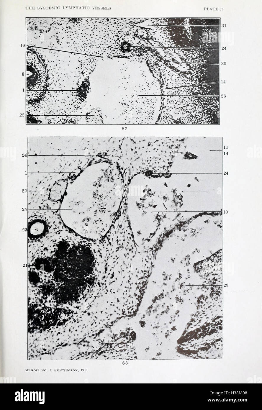 This study examines the anatomy and development of the systemic ...
