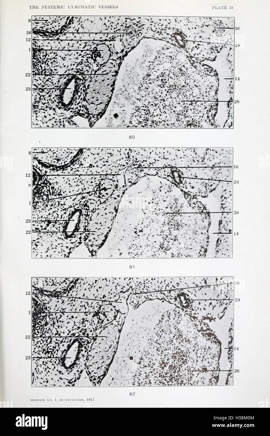 This page explores the anatomy and development of the systemic ...