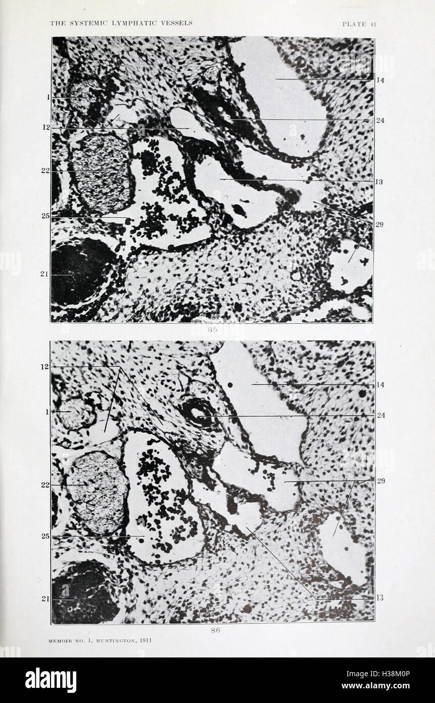 A detailed examination of the lymphatic system in domestic cats ...