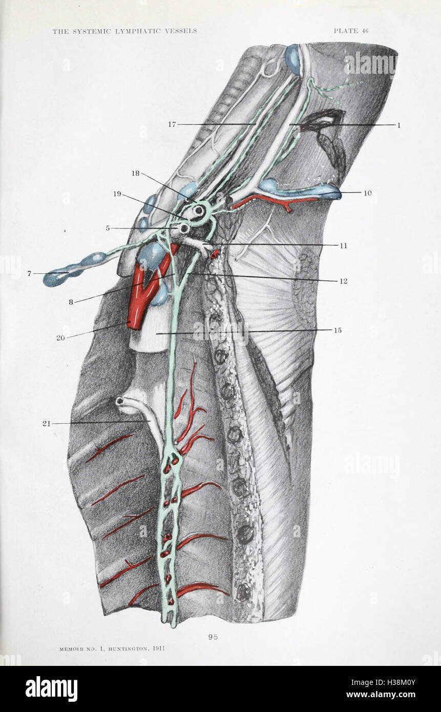 This study examines the anatomy and development of the systemic ...