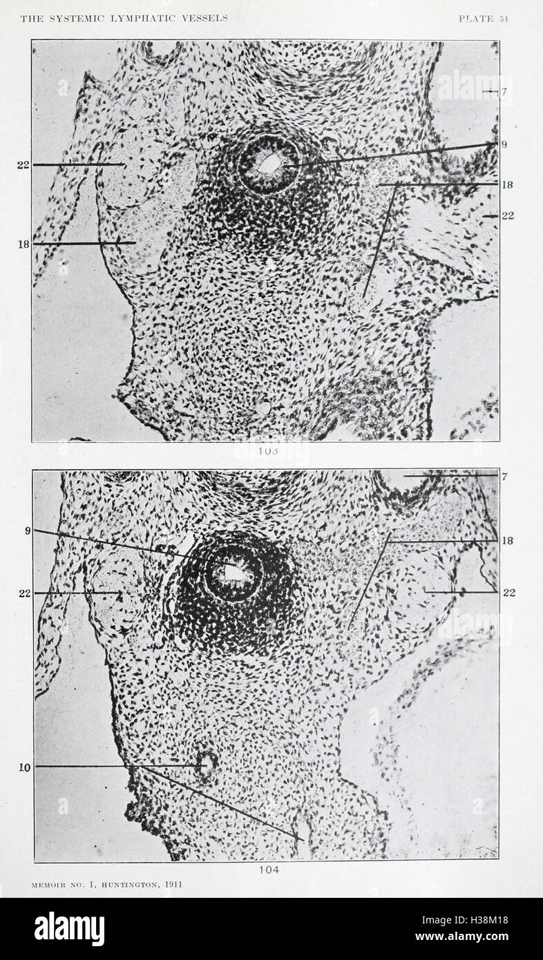 This work provides detailed analysis of the anatomy and development of ...