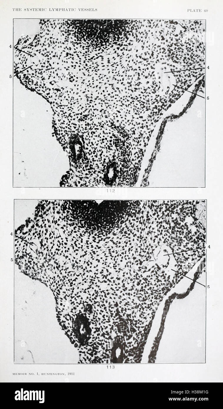 This work examines the anatomical structure and developmental stages of ...