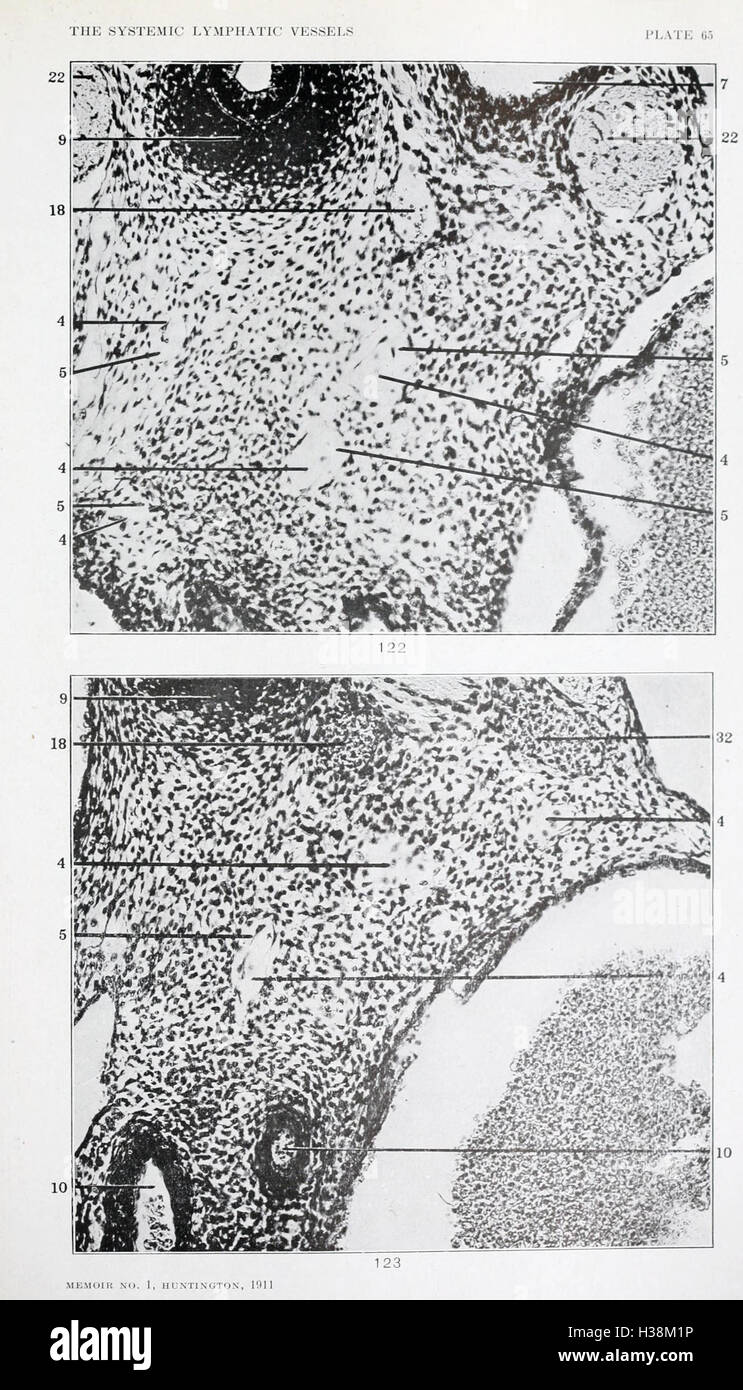 This study details the anatomy and development of the systemic ...