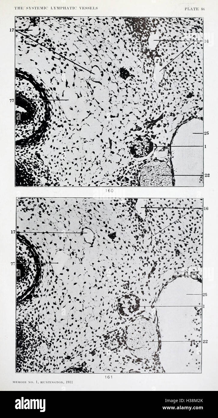 This work explores the structure and development of the lymphatic ...