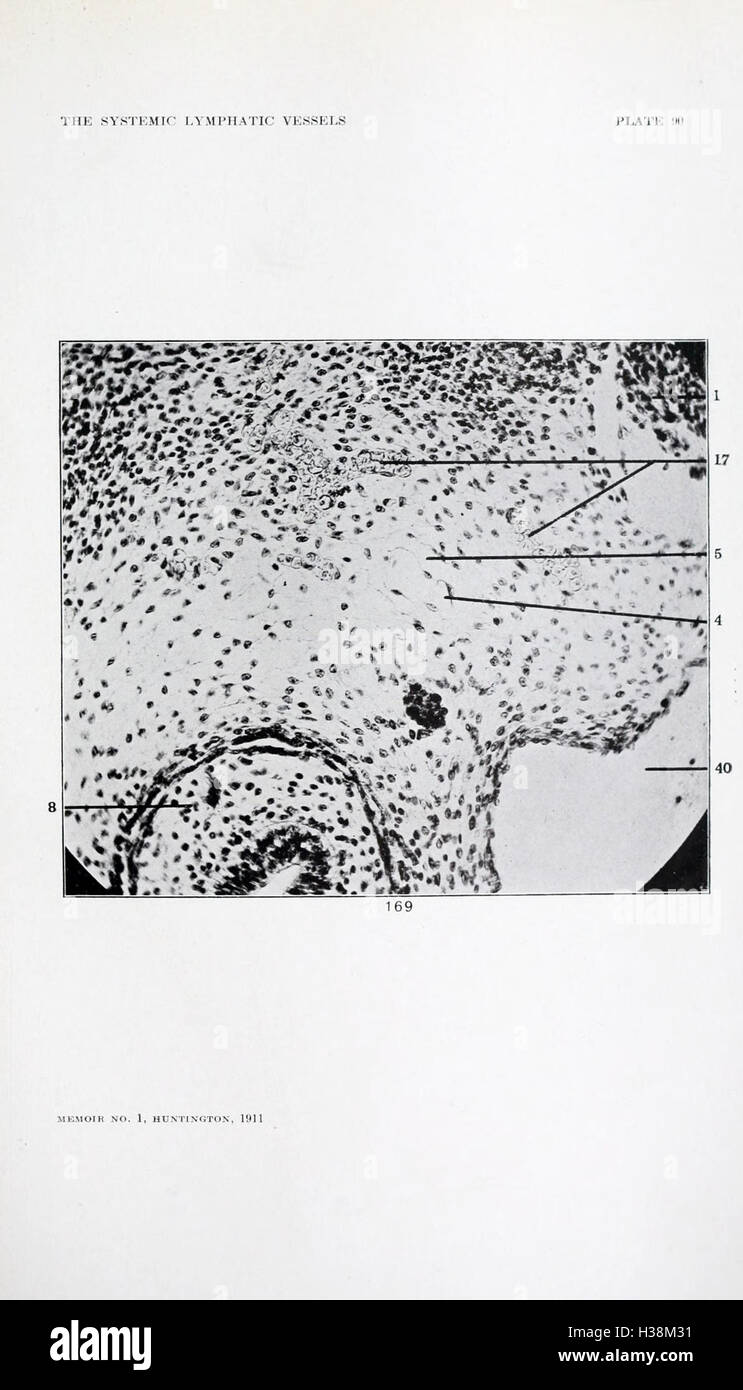 This work explores the structure and development of the lymphatic ...