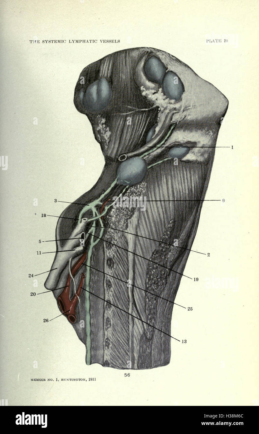 This work examines the anatomical structure and development of the ...