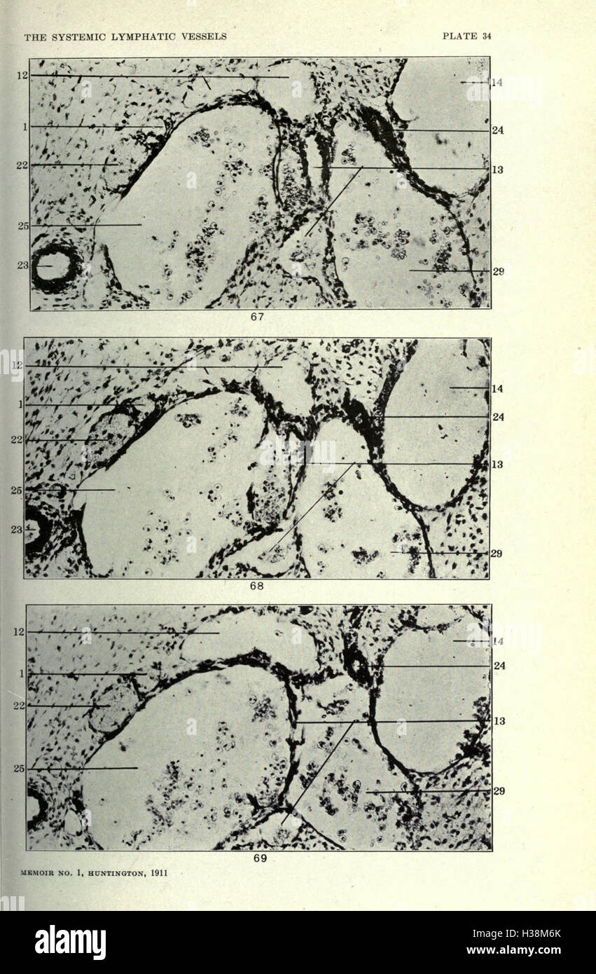 This study focuses on the anatomy and developmental processes of the ...