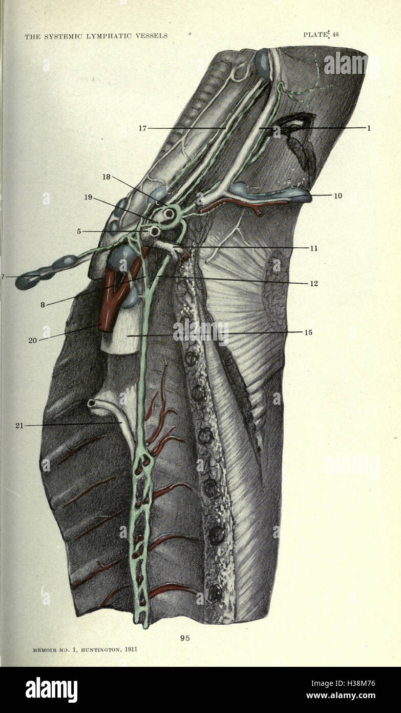 Lymph nodes function hi-res stock photography and images - Alamy