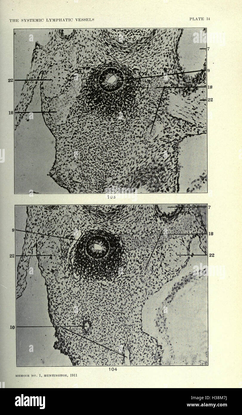 This work explores the anatomy and developmental stages of the ...