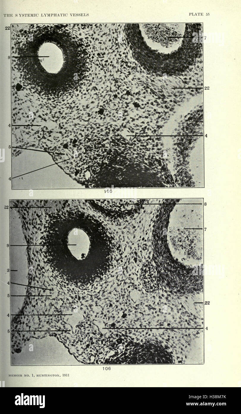 This scientific study focuses on the anatomy and development of the ...