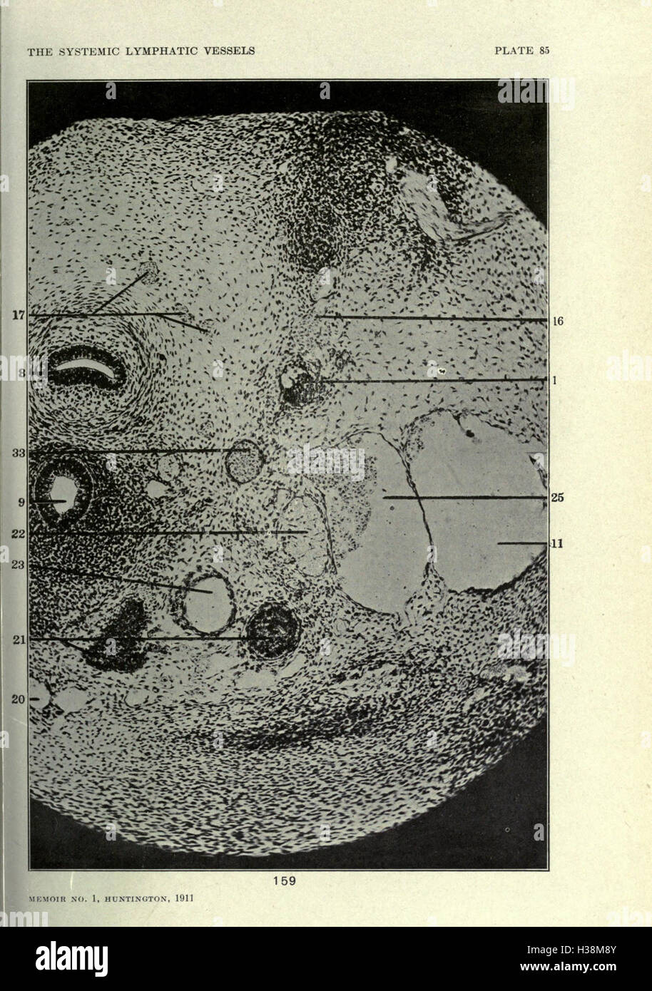 This work explores the anatomy and development of the systemic ...