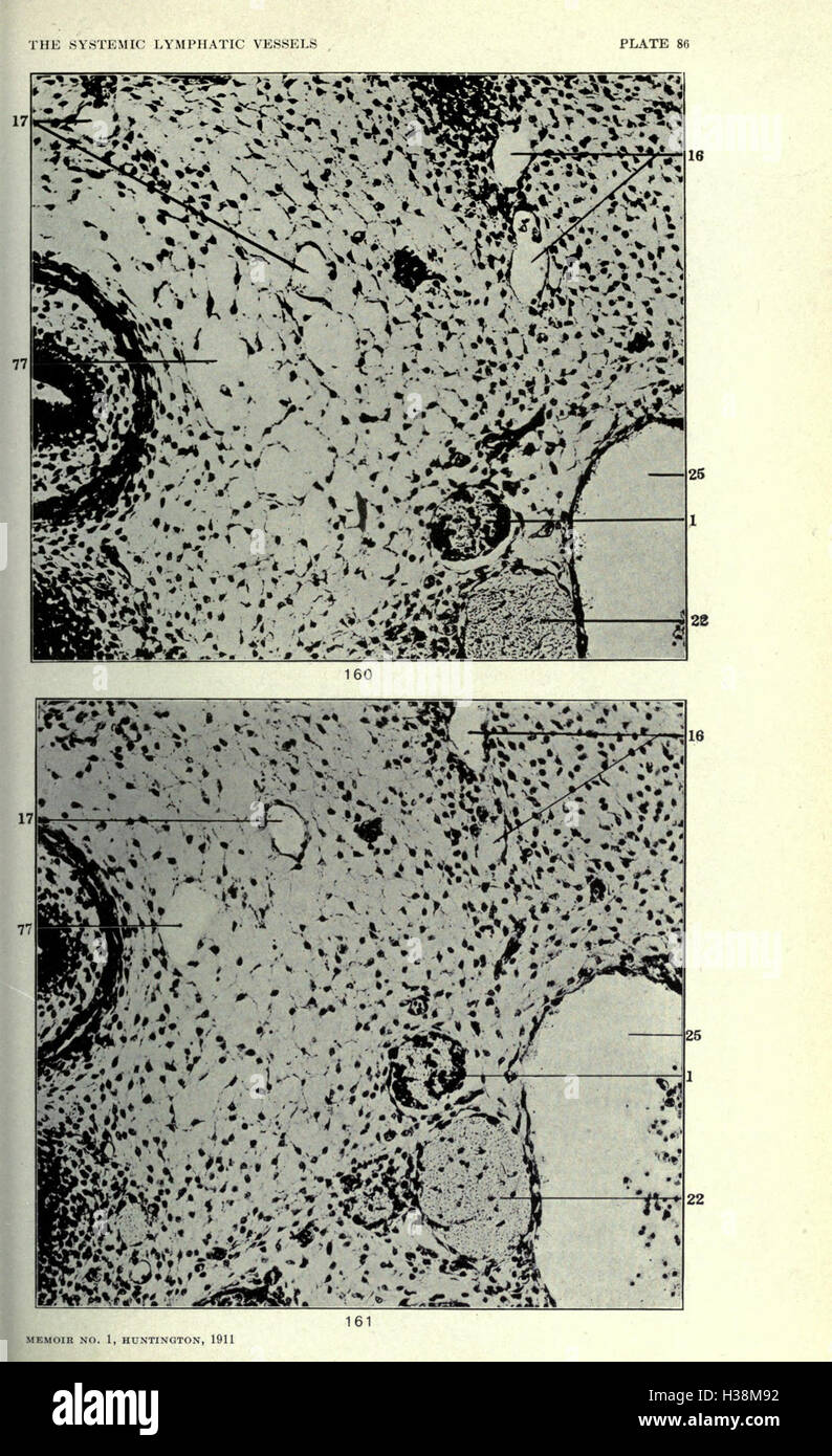 This study examines the anatomy and developmental processes of the ...