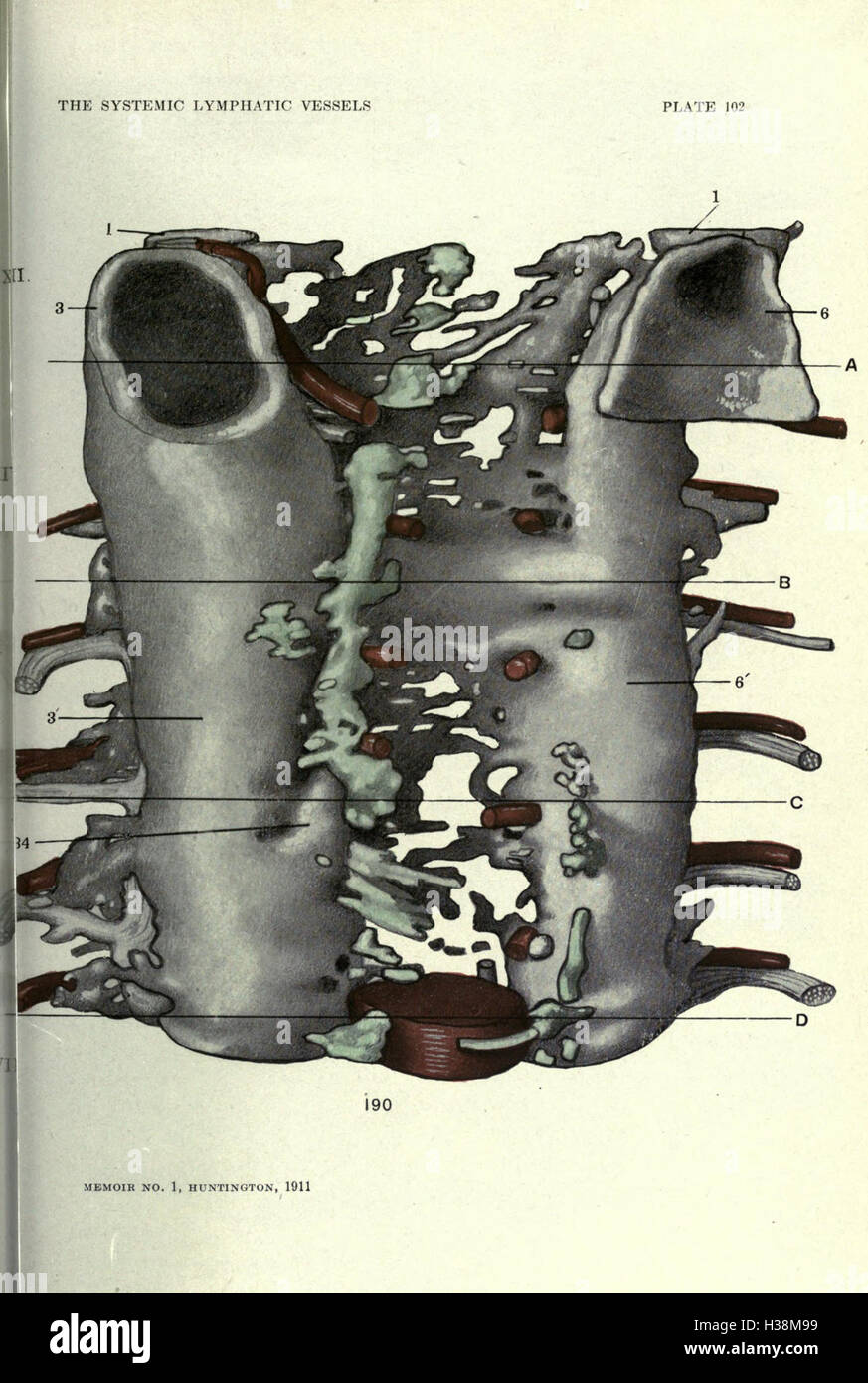 This page explores the anatomy and development of the lymphatic system ...