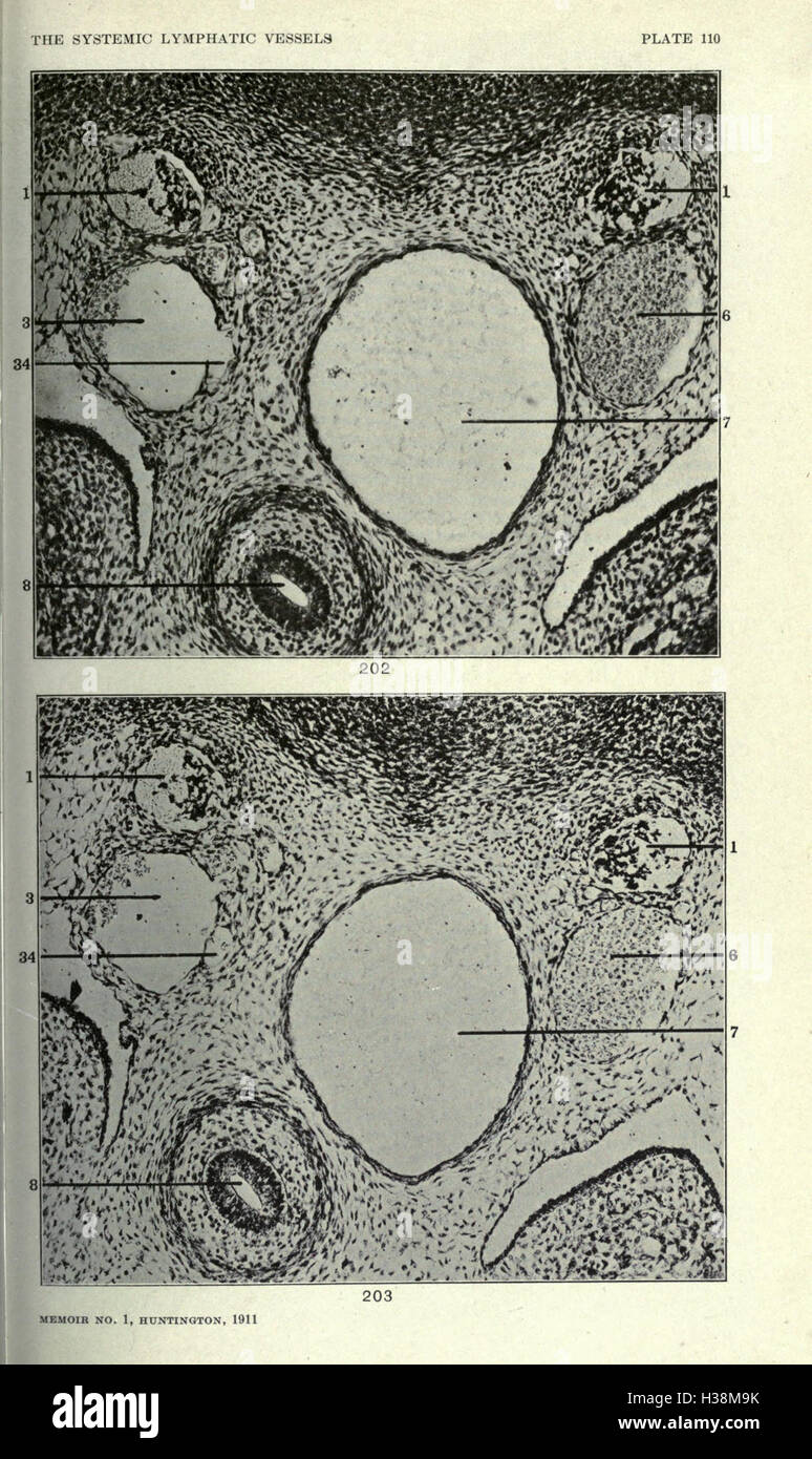 An in-depth study on the anatomy and growth of the lymphatic system in ...