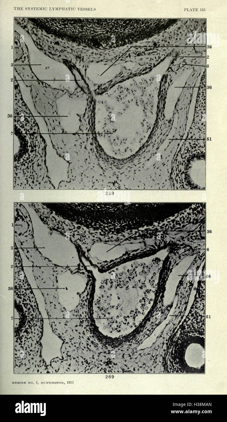 This study explores the anatomy and developmental processes of the ...