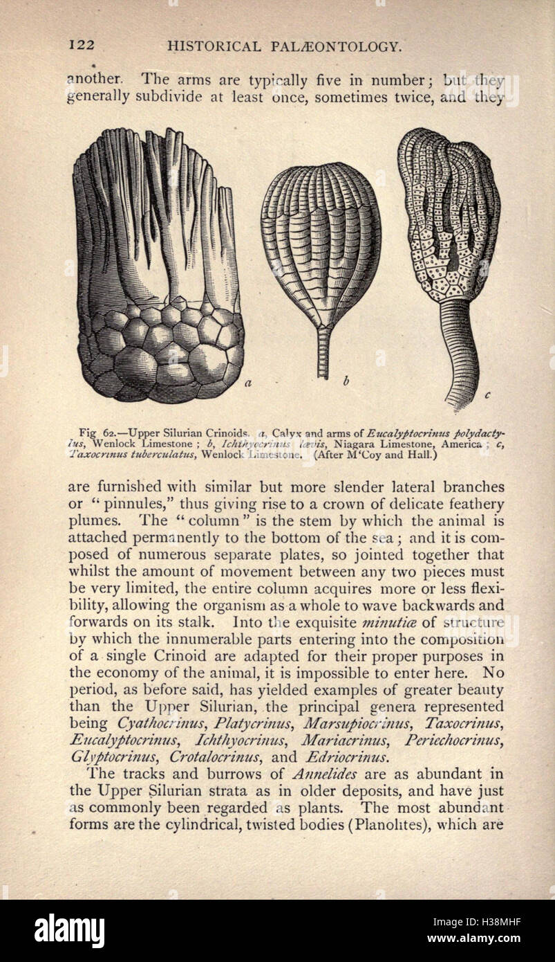 Timeline of life on earth hi-res stock photography and images - Alamy