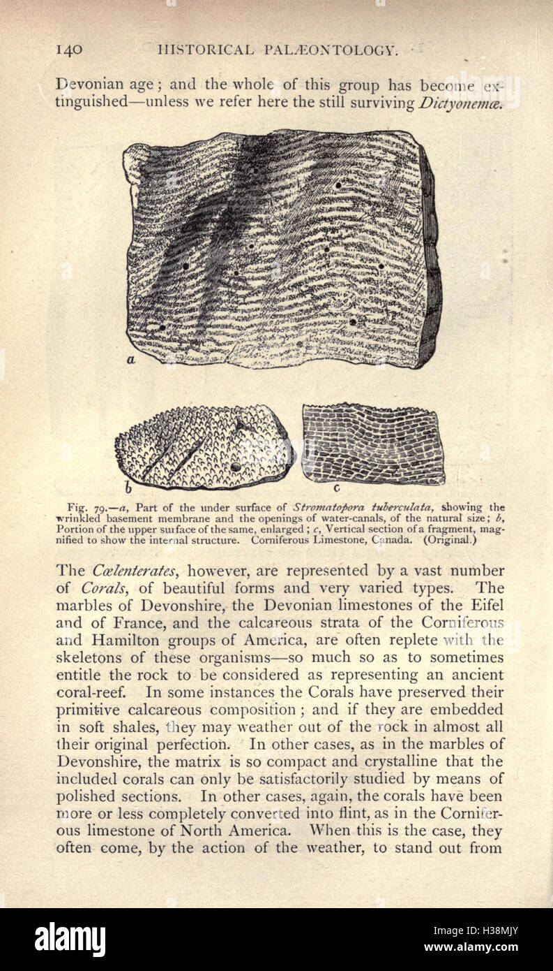 Timeline of life on earth hi-res stock photography and images - Alamy