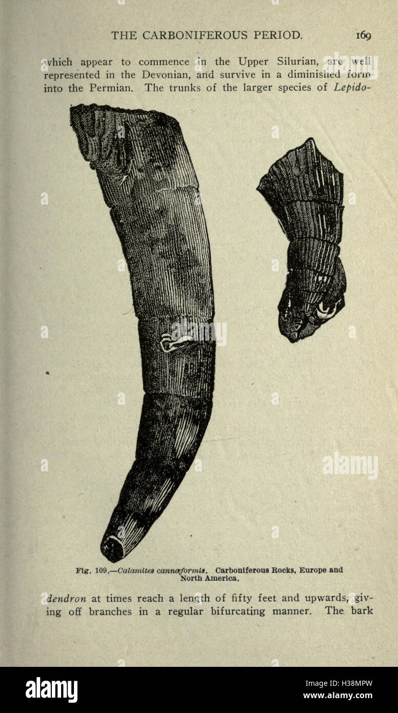 A historical account of the earth's ancient life, examining the ...