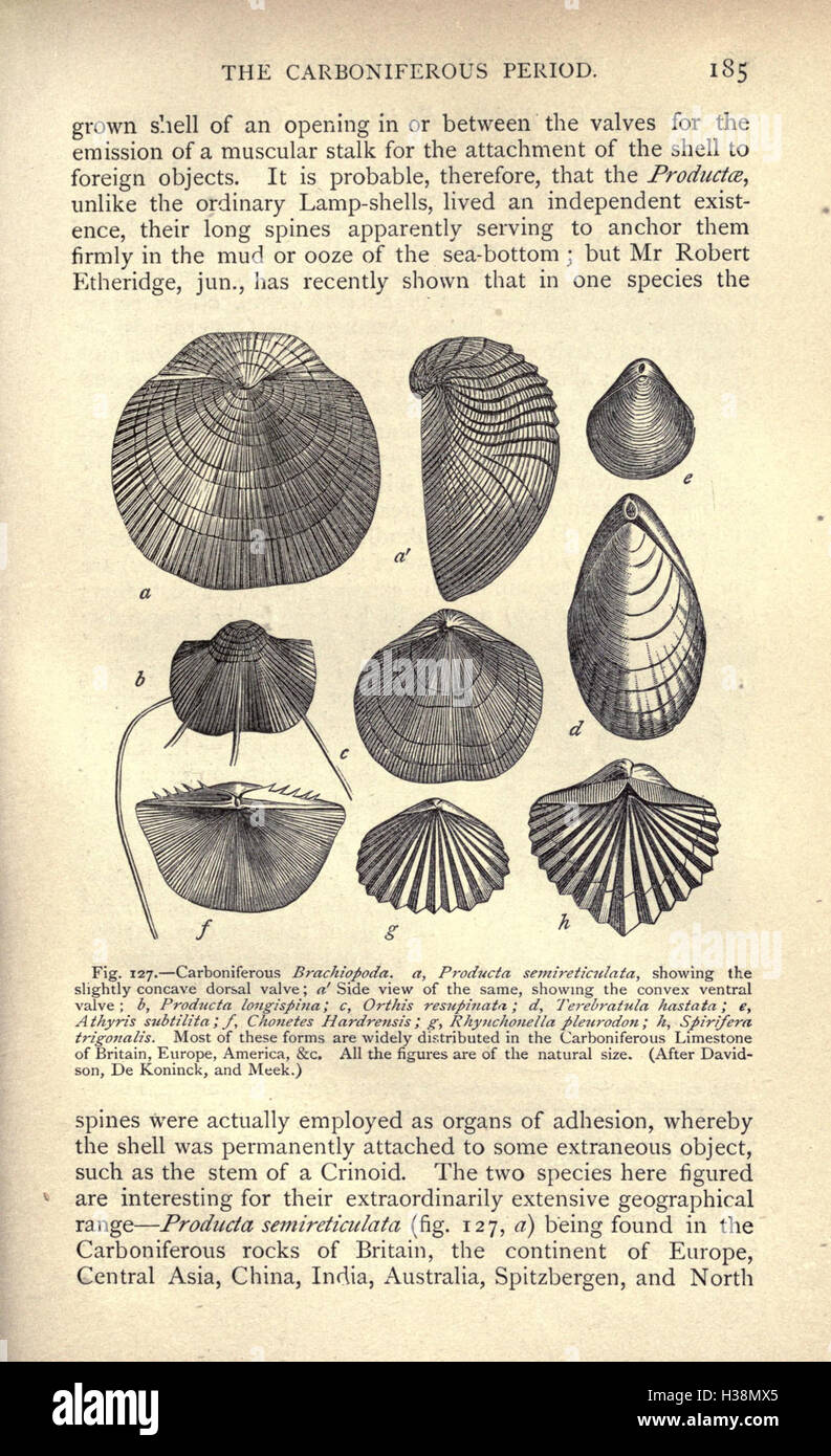 Earths ancient biological diversity hi-res stock photography and images ...