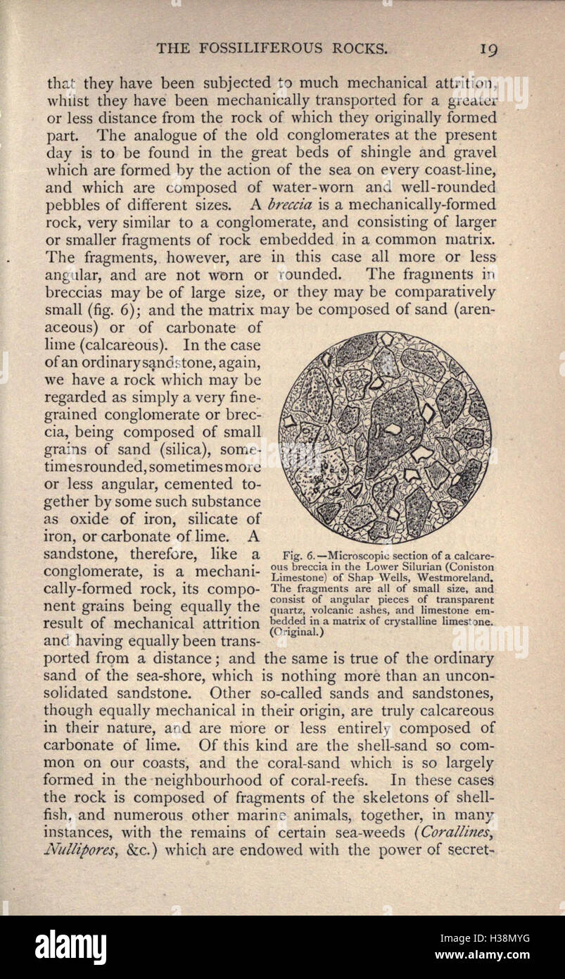 Timeline of life on earth hi-res stock photography and images - Alamy