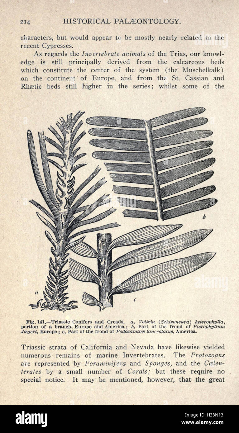 Timeline of life on earth hi-res stock photography and images - Alamy