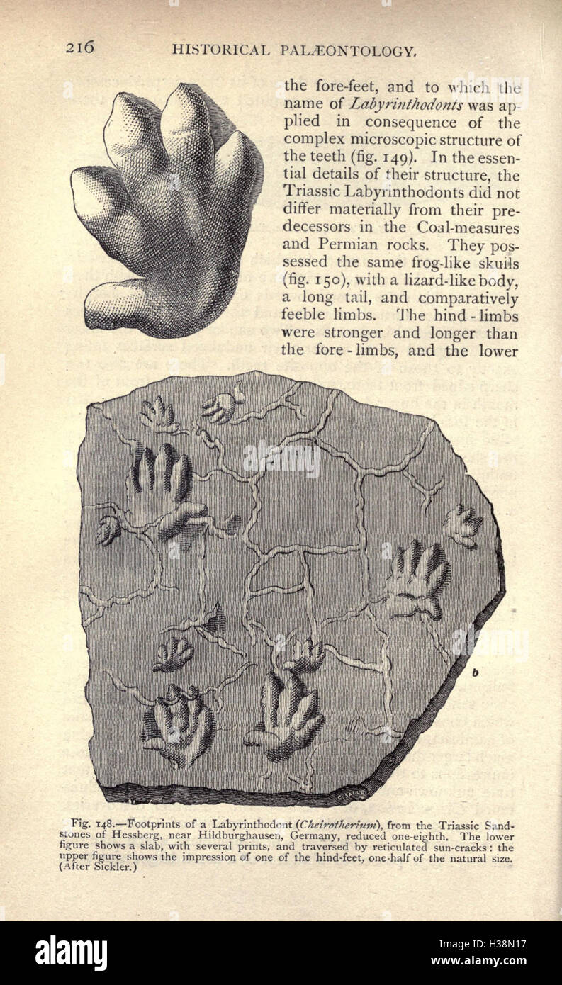 This text details the Earth's ancient life history, focusing on the ...