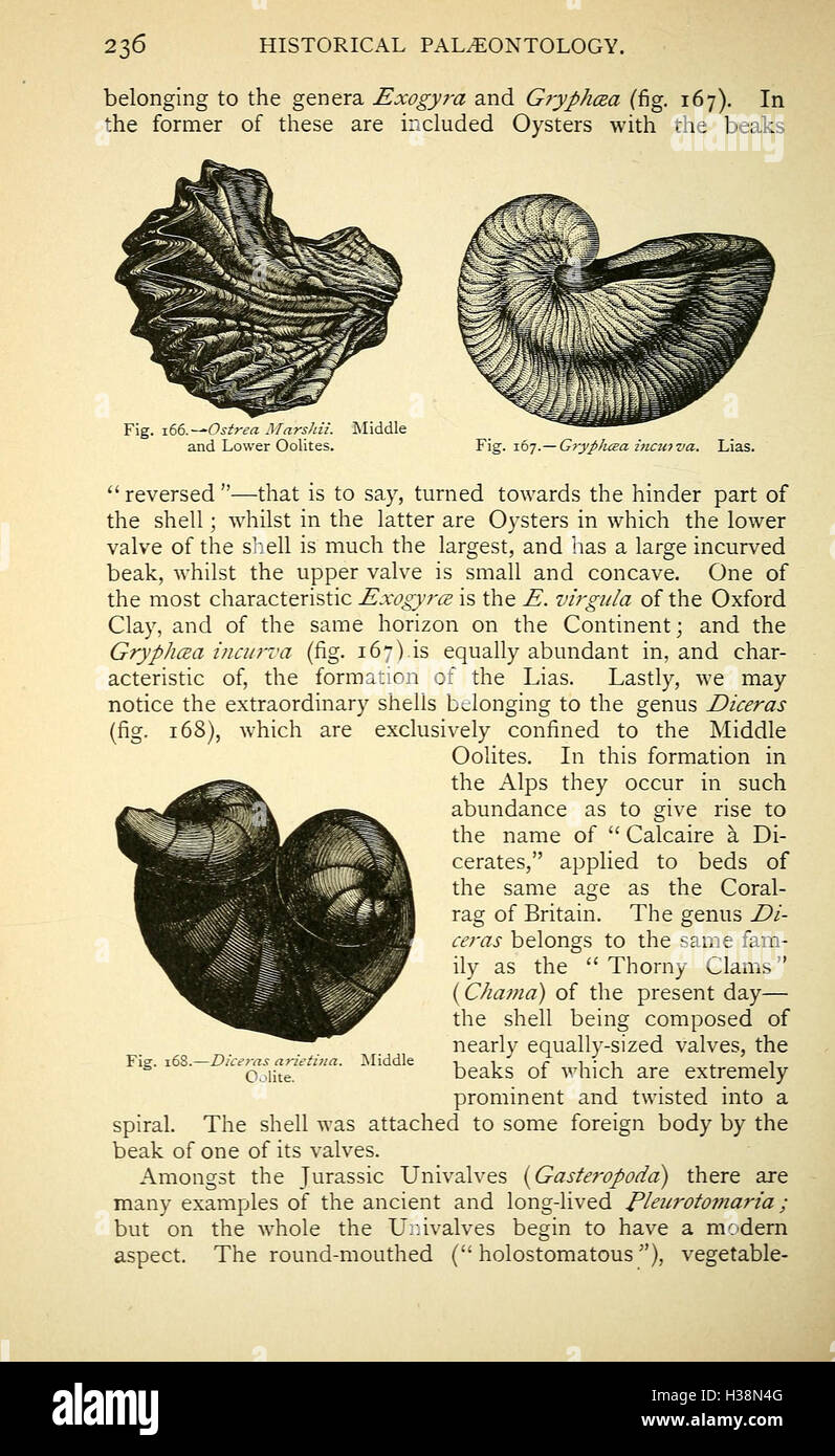 Major evolution hi-res stock photography and images - Alamy