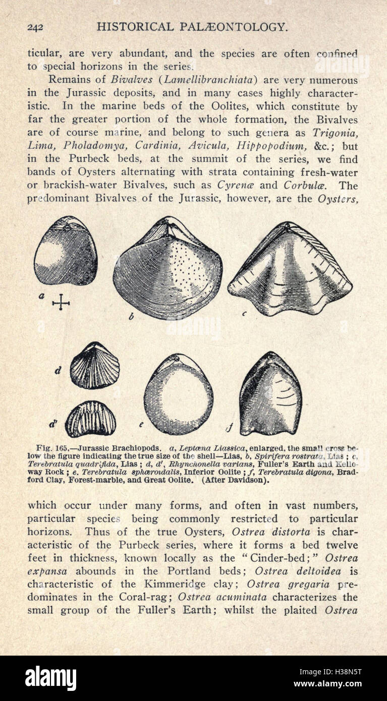This work explores the Earth's geological history, focusing on the ...
