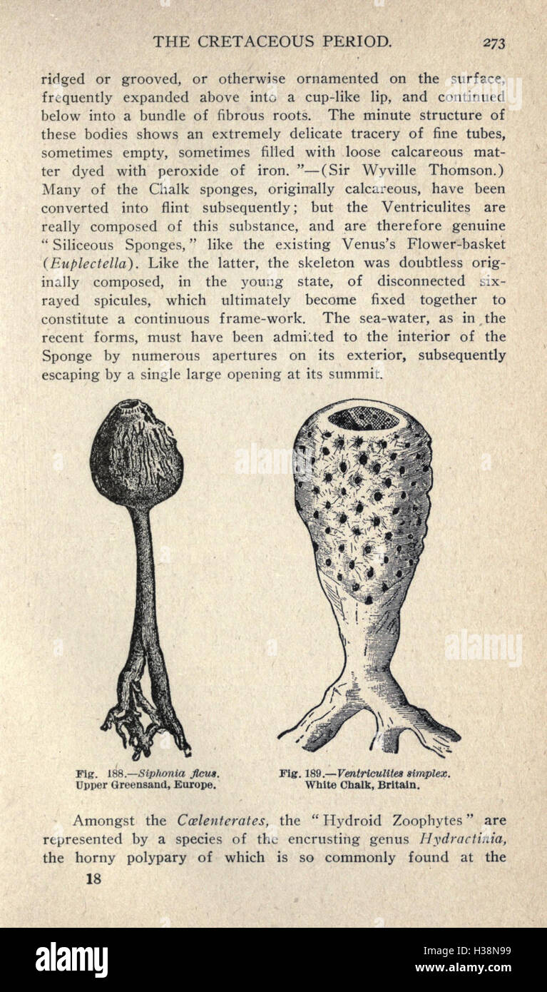 An overview of the earth's ancient life history, covering geological ...