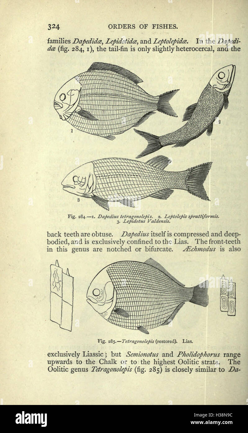 This guide introduces students to the basics of paleontology, providing ...