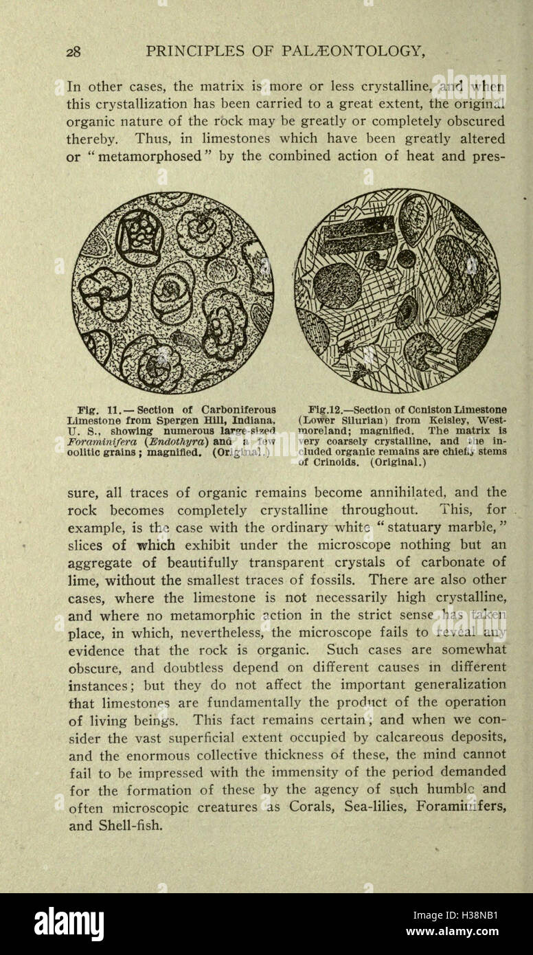 This page delves into the history of Earth’s life forms, exploring the ...