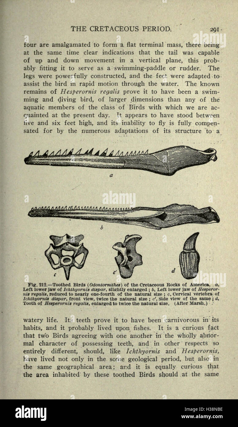 Timeline of life on earth hi-res stock photography and images - Alamy