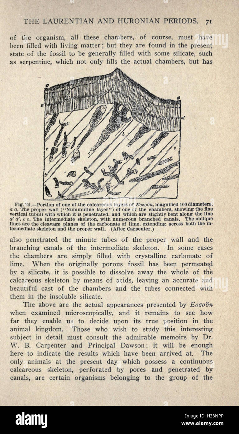 This page offers an overview of the ancient life history of Earth ...