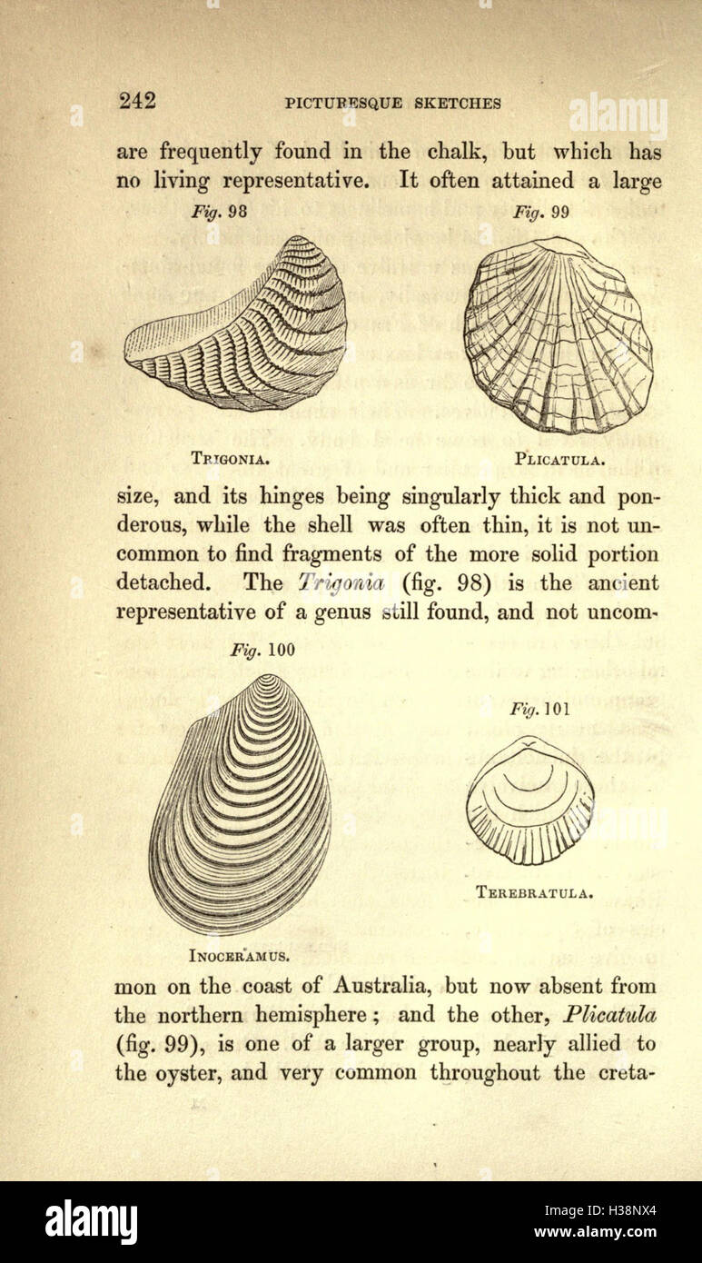 This work offers a historical overview of ancient civilizations ...