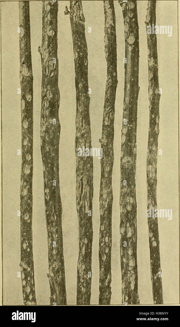 Fungal genetics hi-res stock photography and images - Alamy