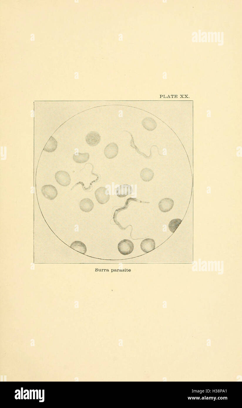 The army horse in accident and disease BHL198 Stock Photo - Alamy