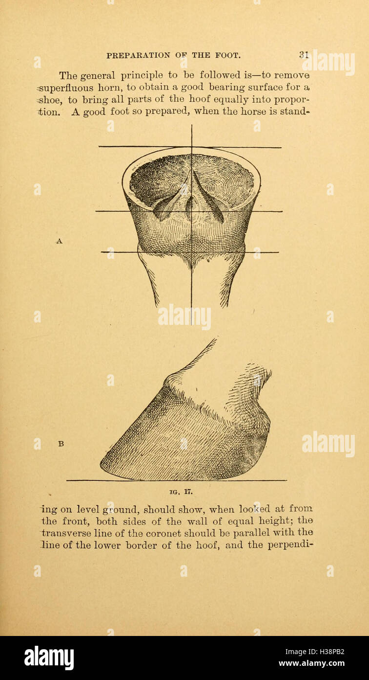 This work explores the techniques and principles of horse-shoeing ...