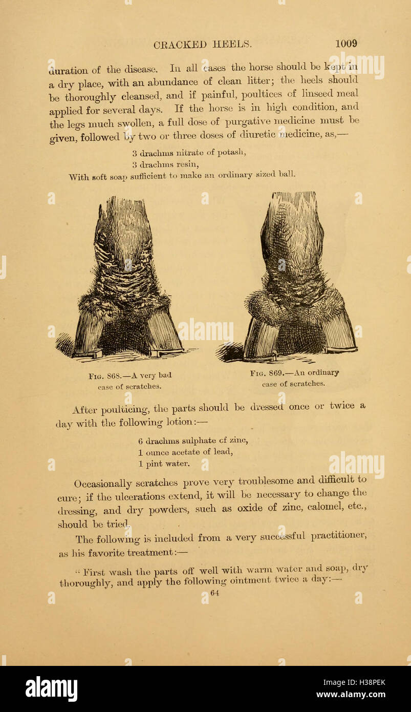 This guide explores the techniques and principles of horse taming and ...