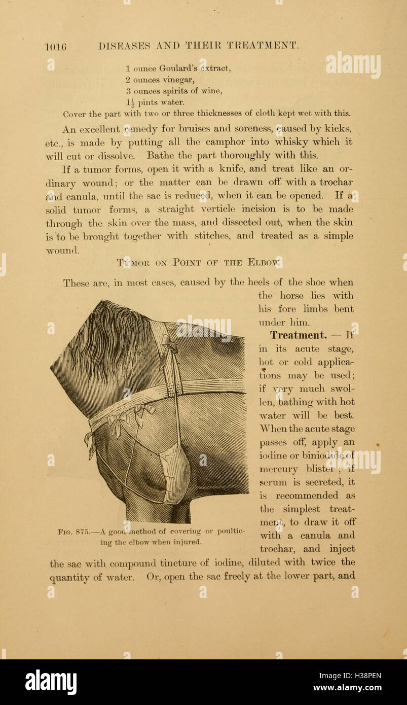 This extended guide to horse training explores advanced techniques for ...